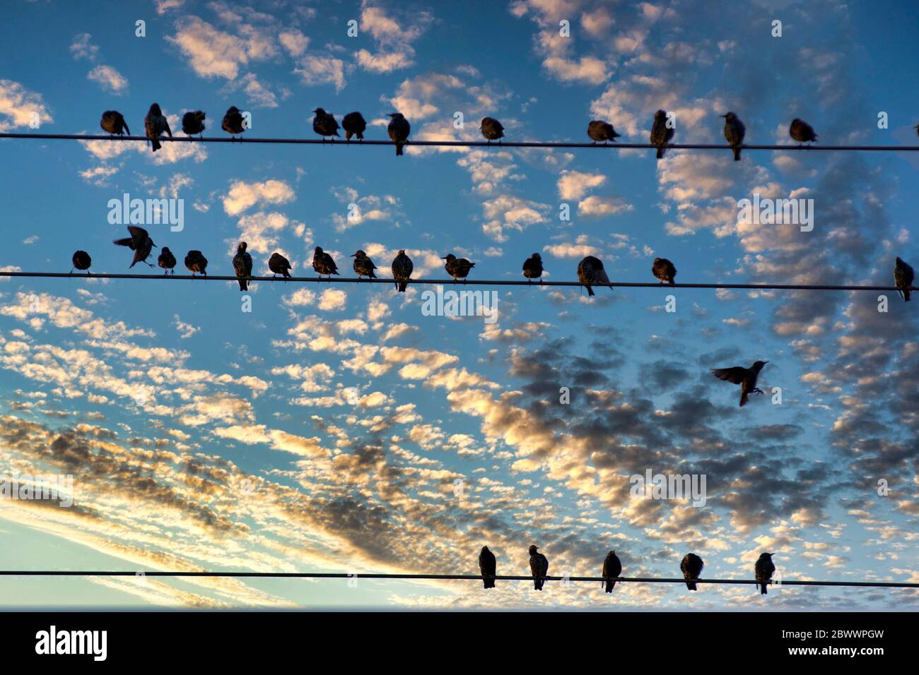 Birds On Telephone Wire