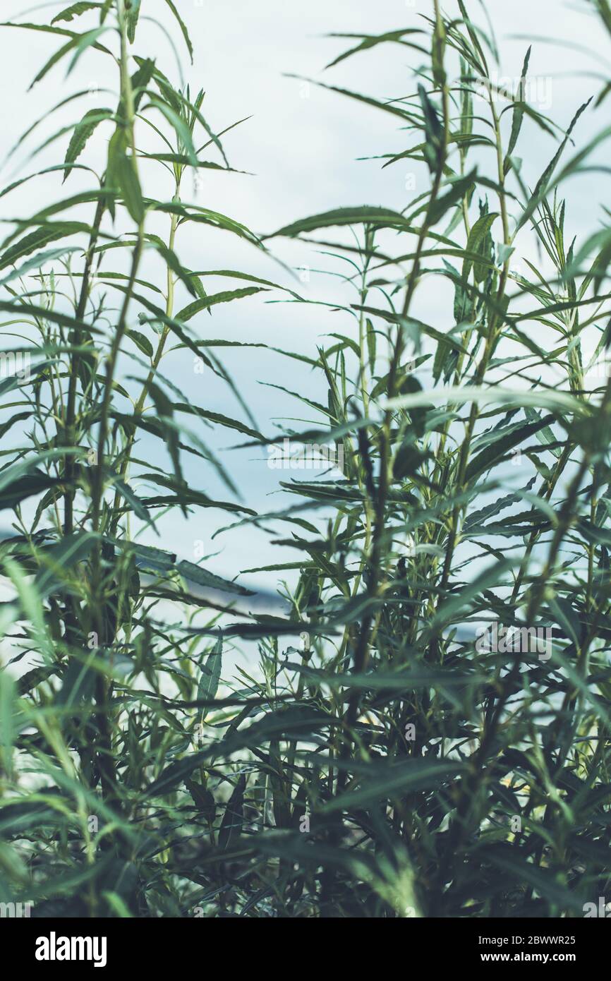 Tall green stems hi-res stock photography and images - Alamy