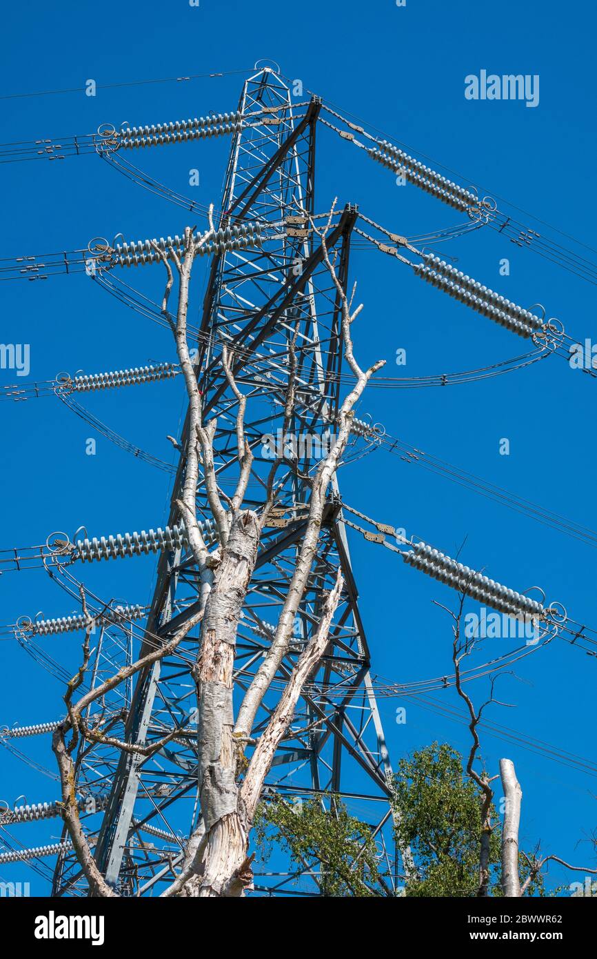 A high voltage electricity pylon with a dead tree in the foreground ...