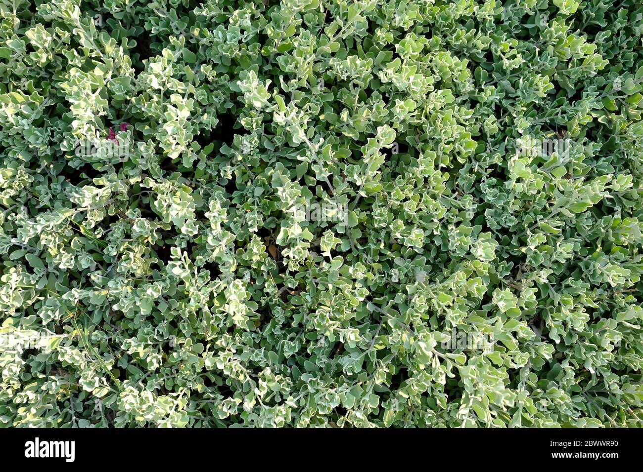 Leaves Fence Texture Background Stock Photo - Alamy