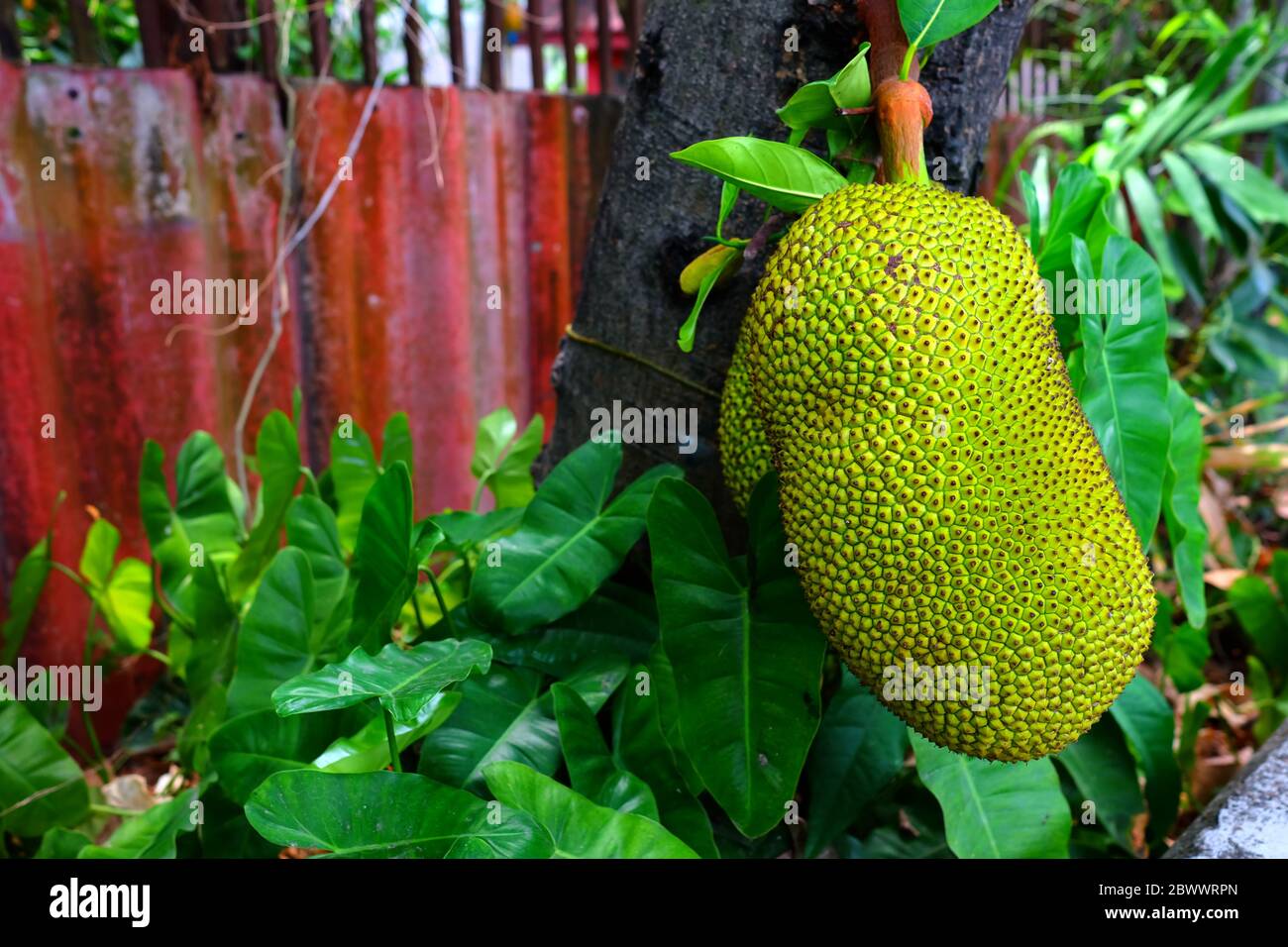 Close up Jackfruit in the Garden Stock Photo - Alamy