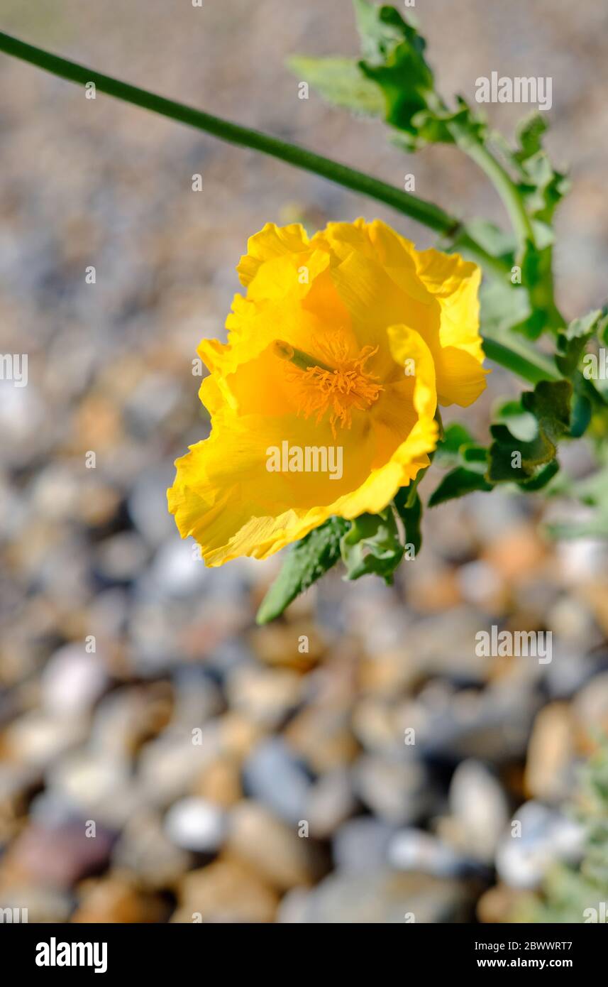 yellow horned poppy plant on salthouse shingle beach, north norfolk ...
