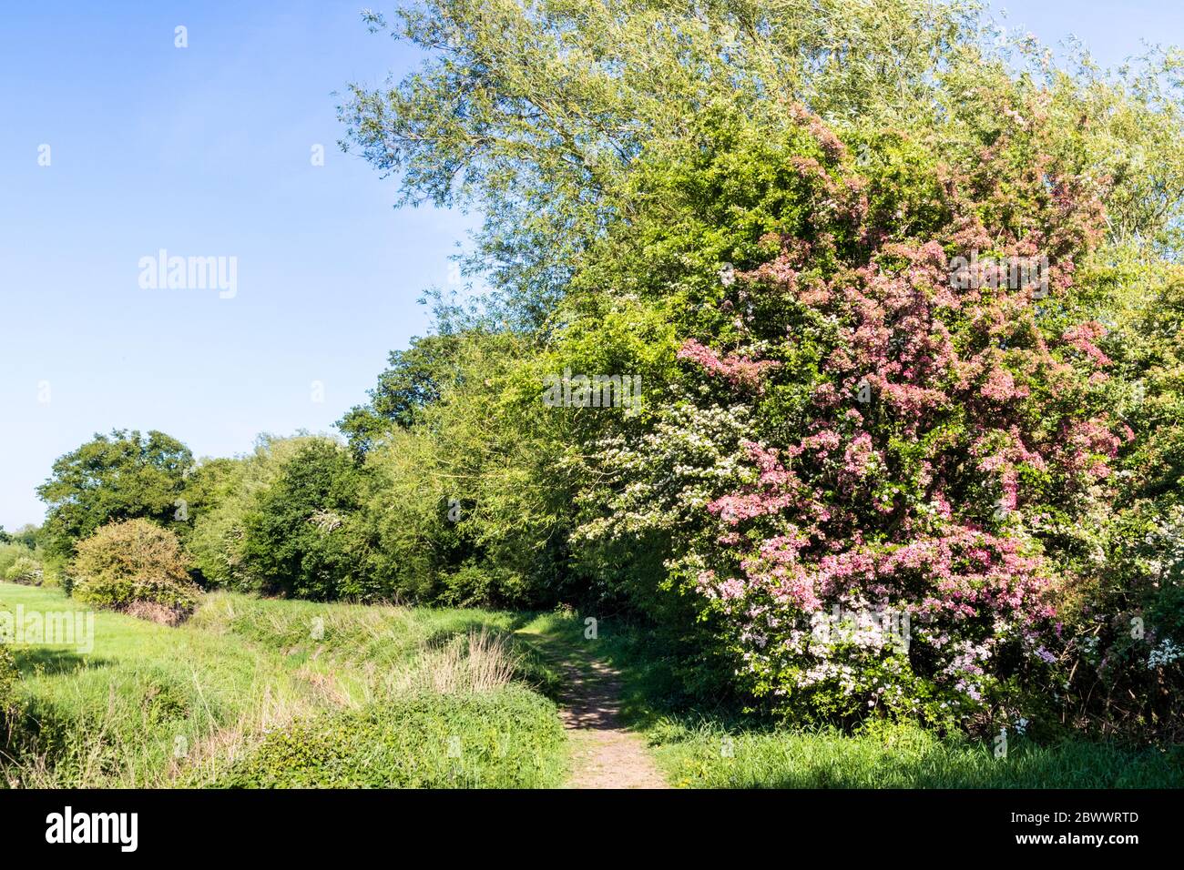 Hawthorn bushes hi-res stock photography and images - Alamy