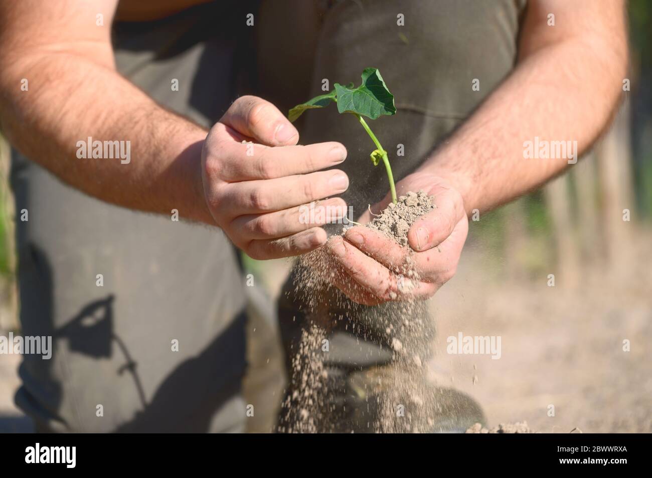 Man hands, holding seed tree for planting into soil. High quality photo ...