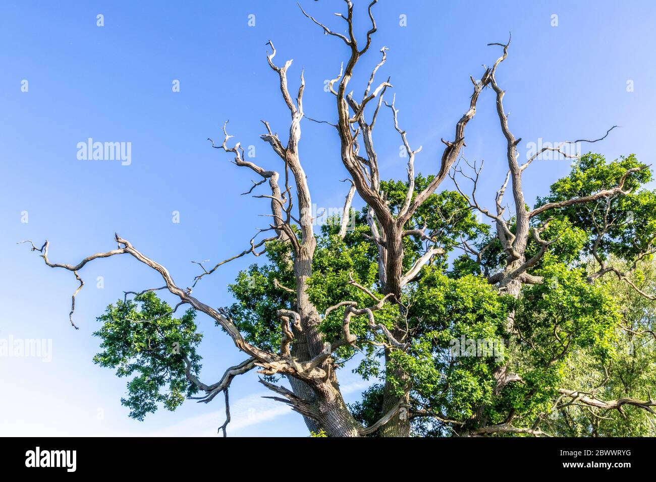 Dead oak trees hi-res stock photography and images - Alamy