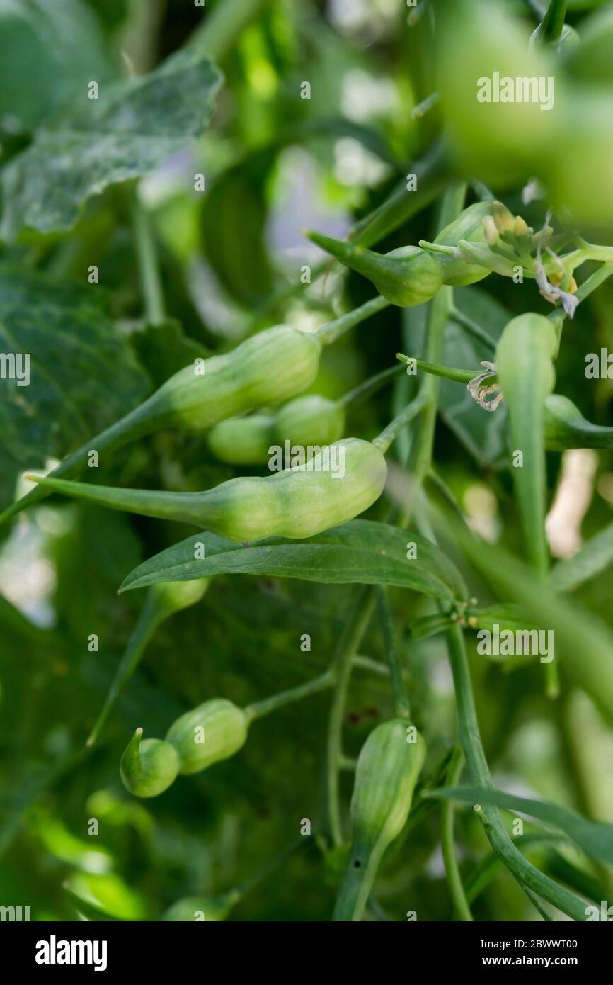 Raphanus caudatus, commonly known as rat tail radish. The rat-tail ...