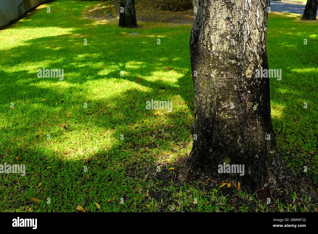 Tree thick trunk in tropical hi-res stock photography and images - Alamy