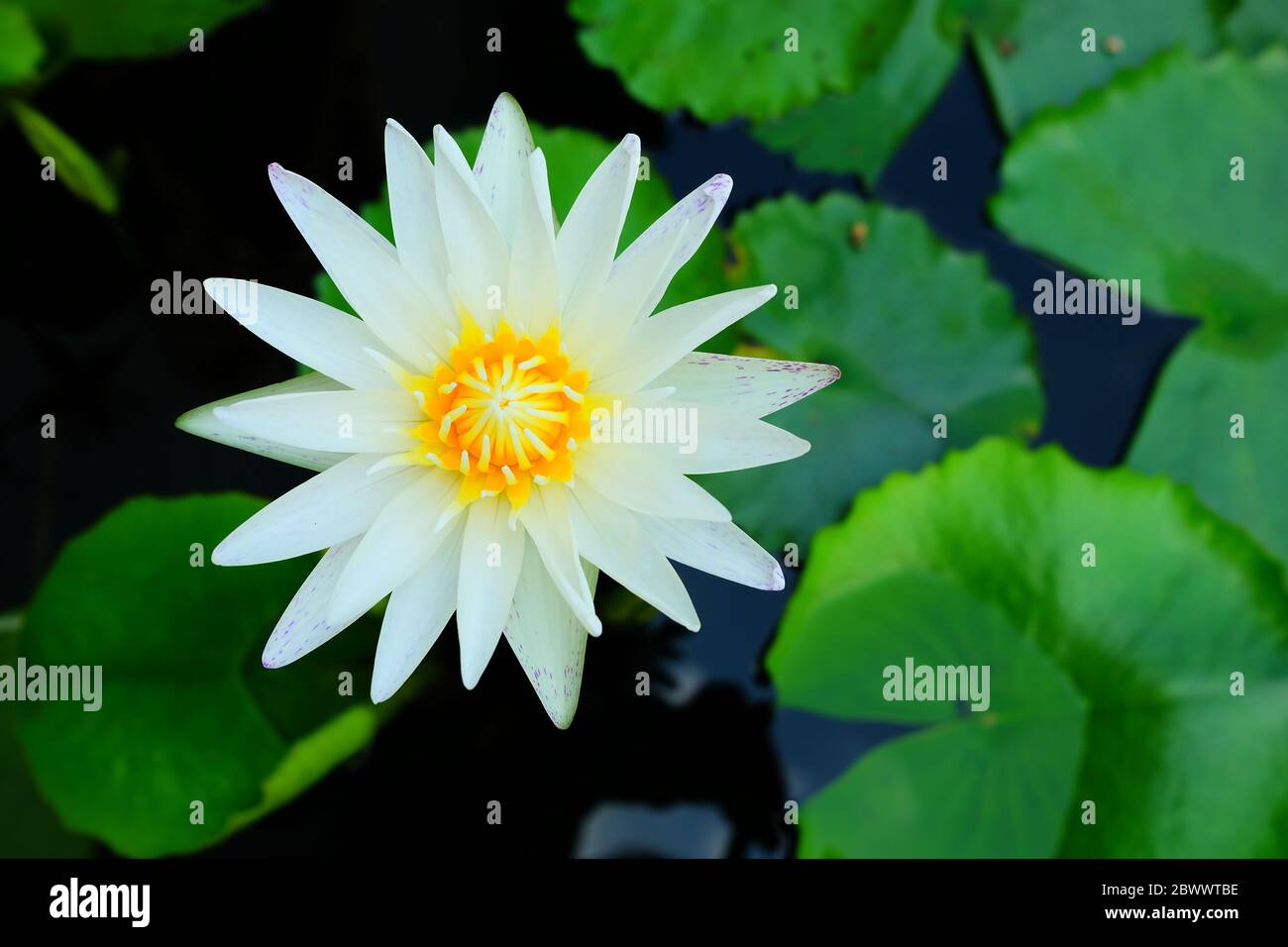 White lotus flower in hi-res stock photography and images - Alamy