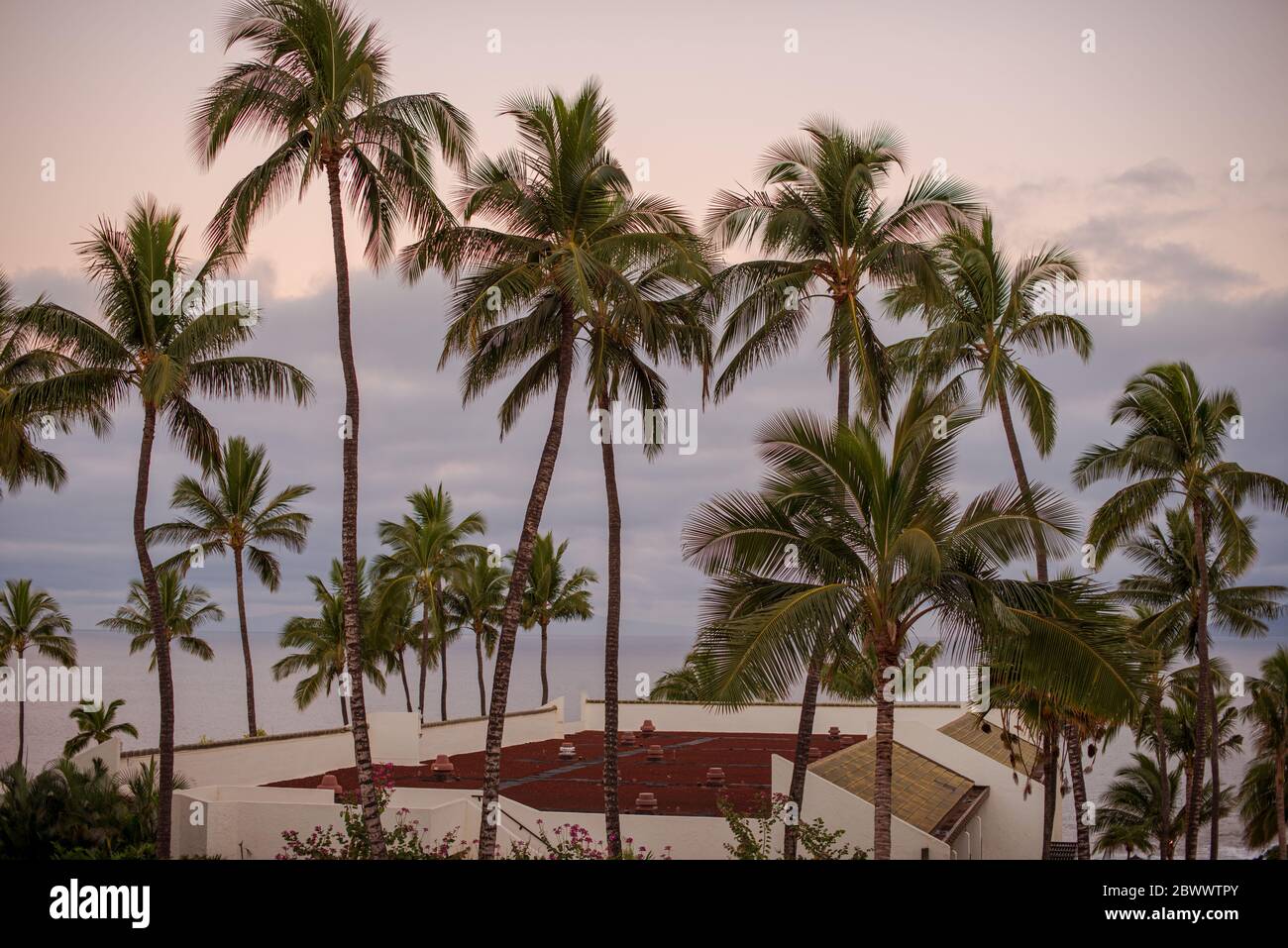 Palm trees sway hi-res stock photography and images - Alamy