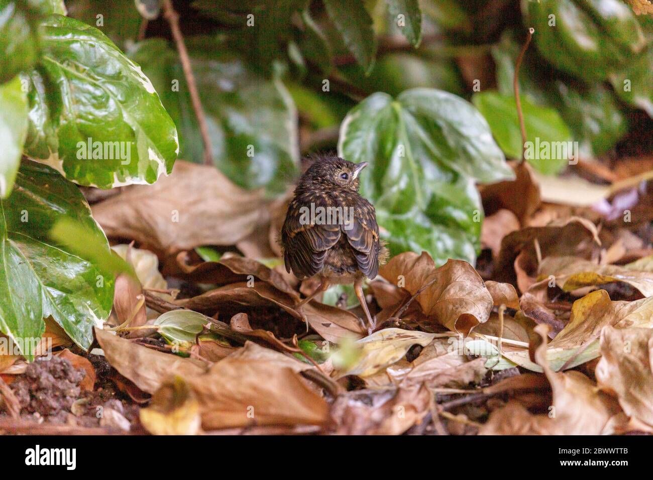 Fledgling robin hi-res stock photography and images - Alamy