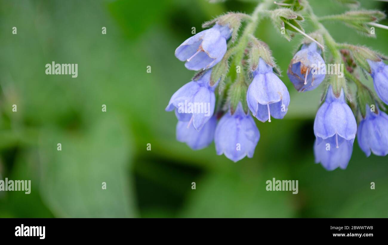 Blue bell flower. Closeup picture with soft focus. Nature background ...