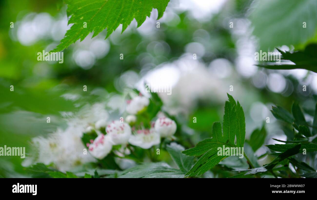 Soft focus nature hi-res stock photography and images - Alamy