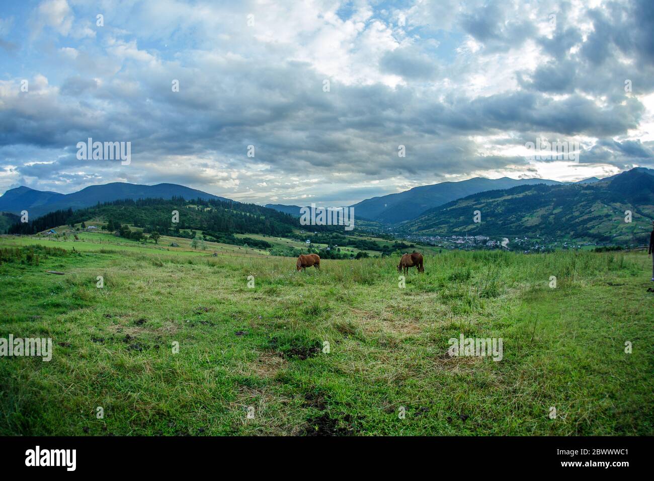 Horses on a beautiful pasture in the mountains Stock Photo - Alamy