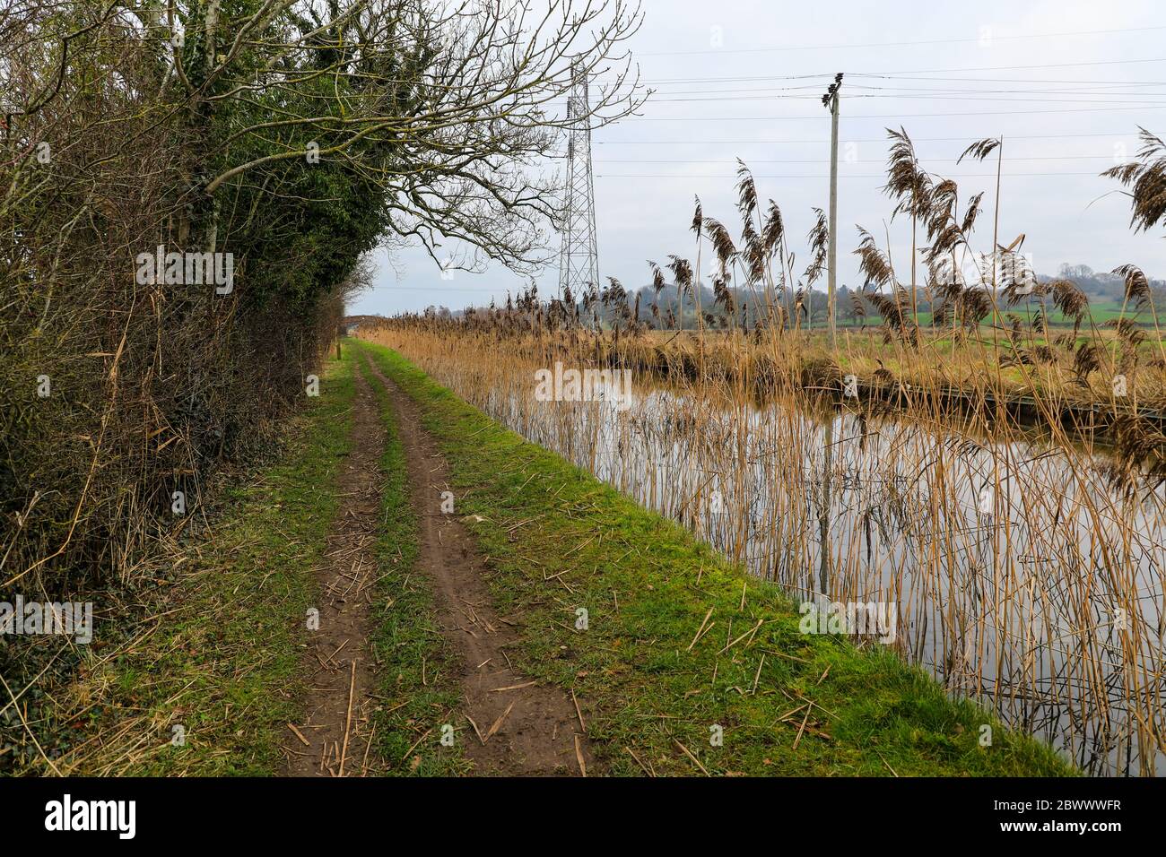 Norfolk reeds by the side of the towpath on the Llangollen Canal ...