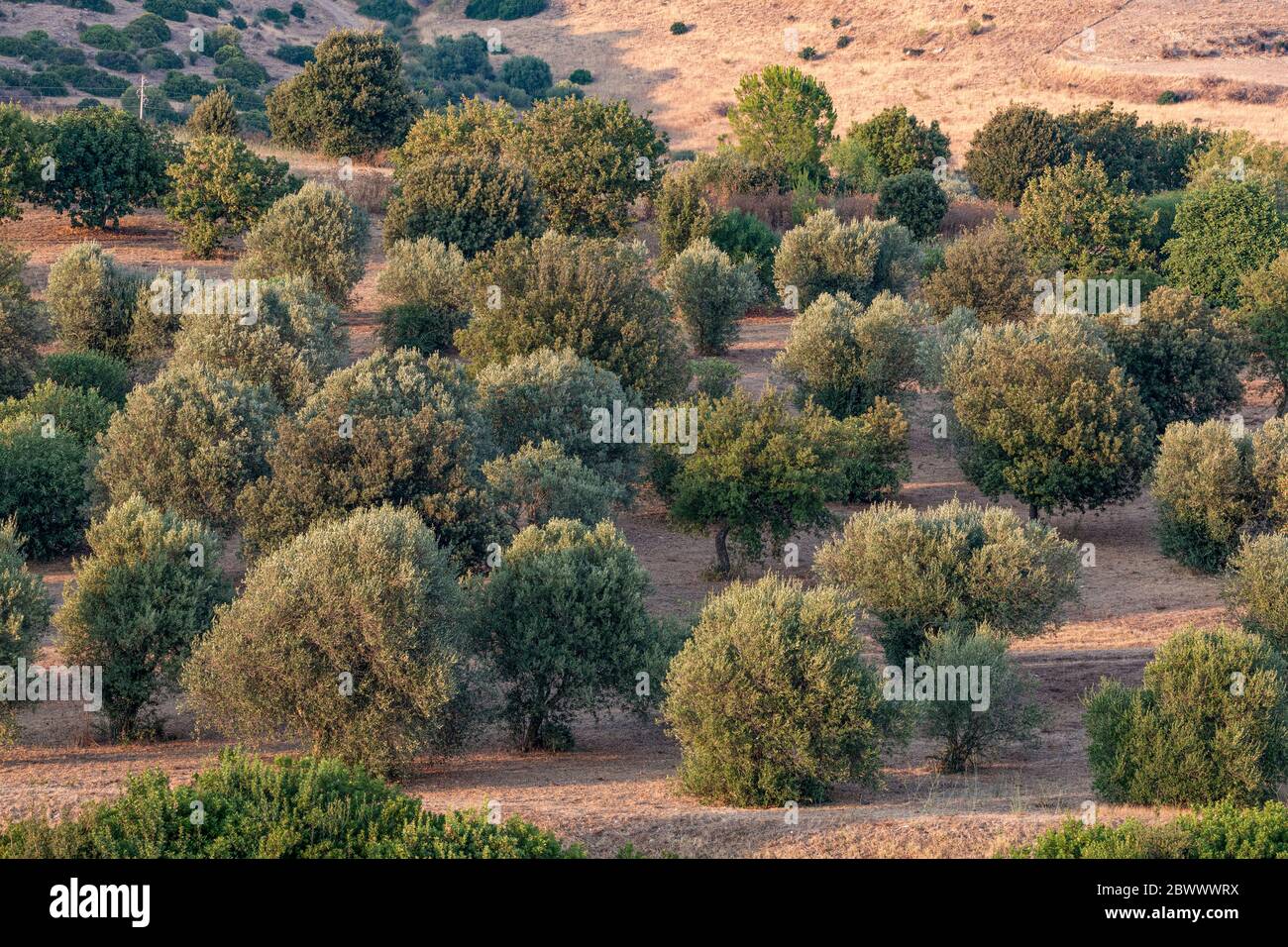 Italy Sardinia - Marmilla landscape and countryside Stock Photo - Alamy