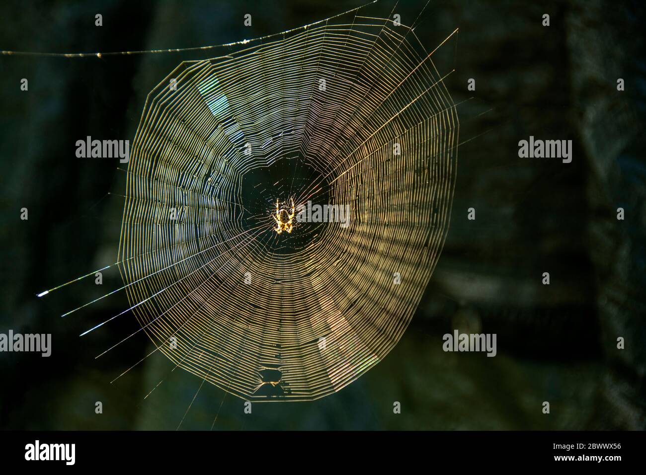 Spider Hanging From Web High Resolution Stock Photography and Images ...