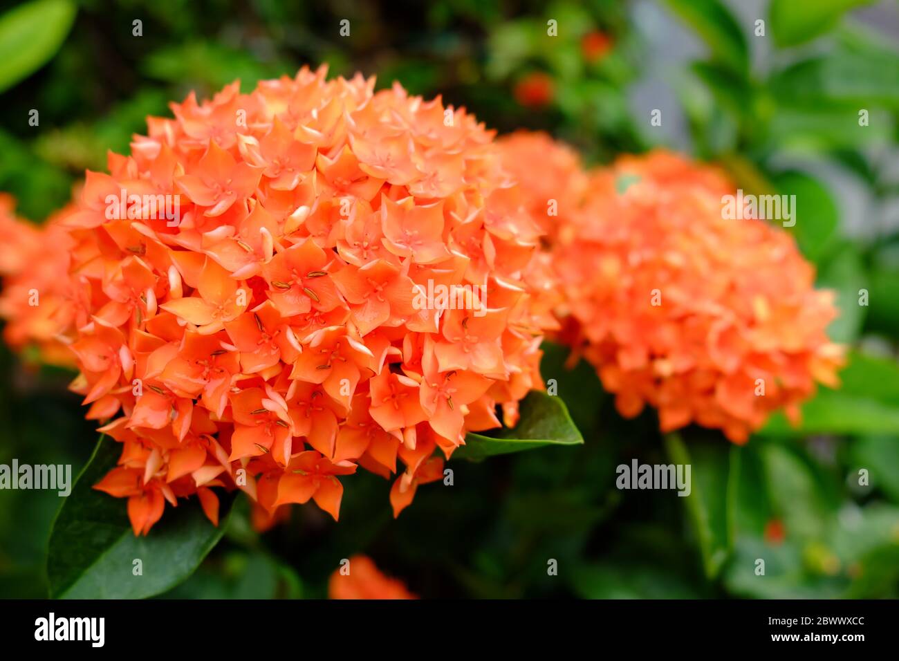 Red spike hi-res stock photography and images - Alamy