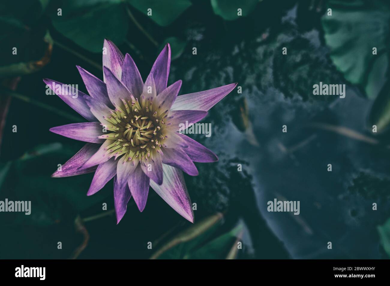 Tropical Lotus Flower in Pond in Dark Contrast Background Stock Photo ...