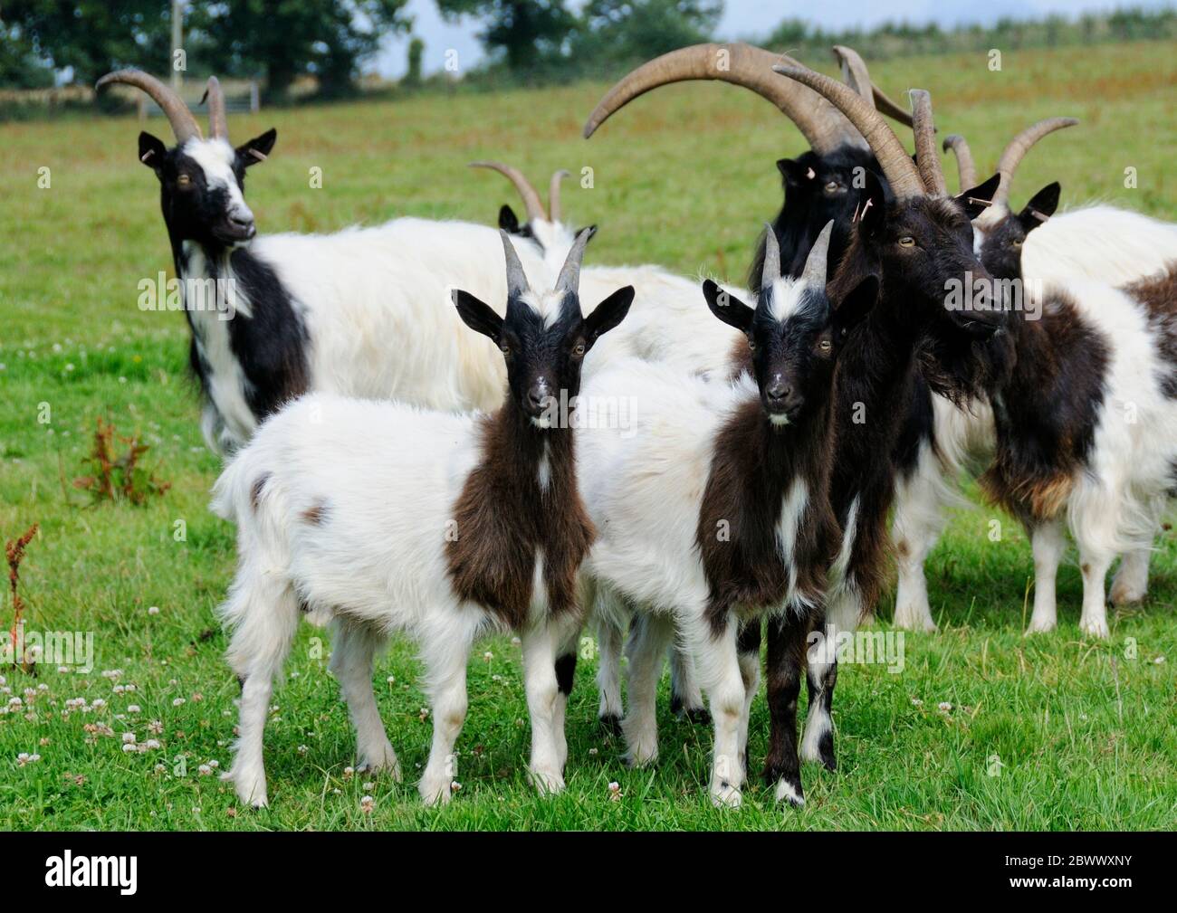 Rare breeds goats hi-res stock photography and images - Alamy