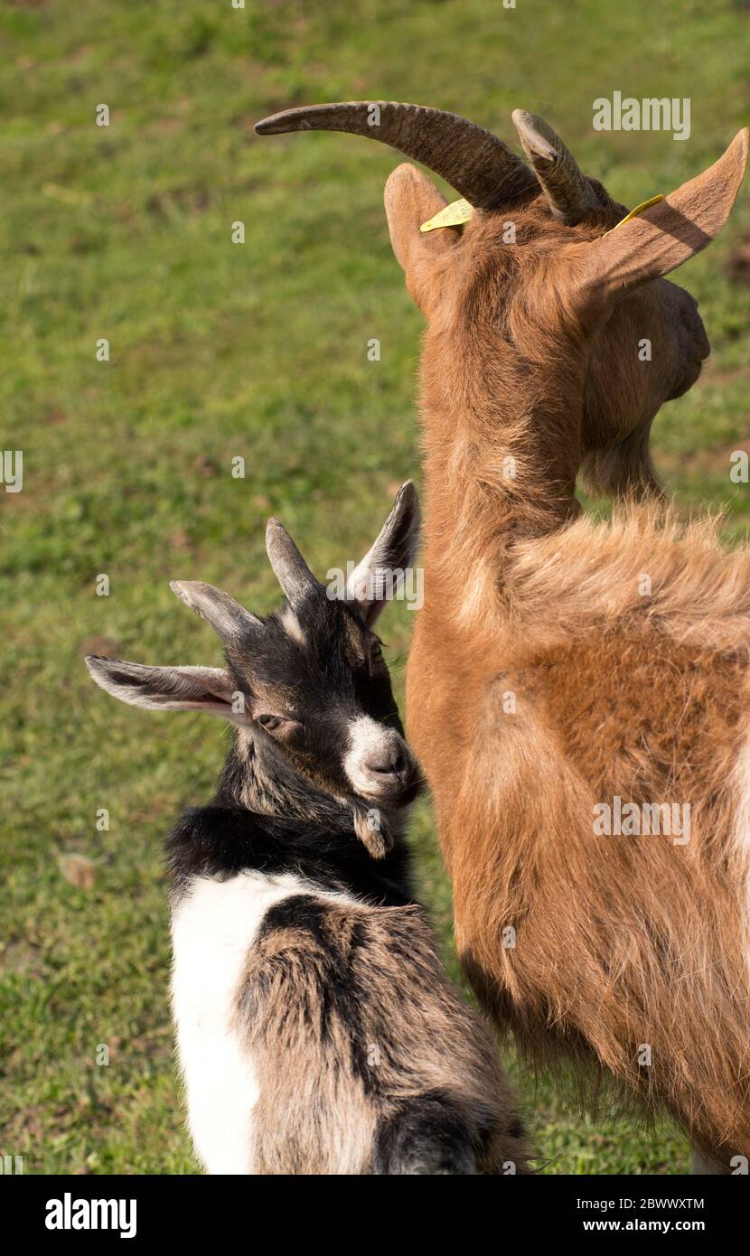 Domestic goat capra hircus male hi-res stock photography and images - Alamy