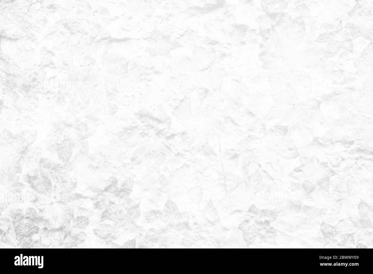 White Leaves Plant in Fossil Style on Concrete Wall Texture Background ...