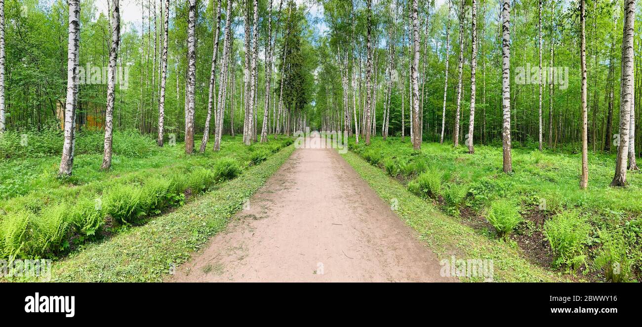 Panoramic image of the straight path in the forest among birch trunks ...