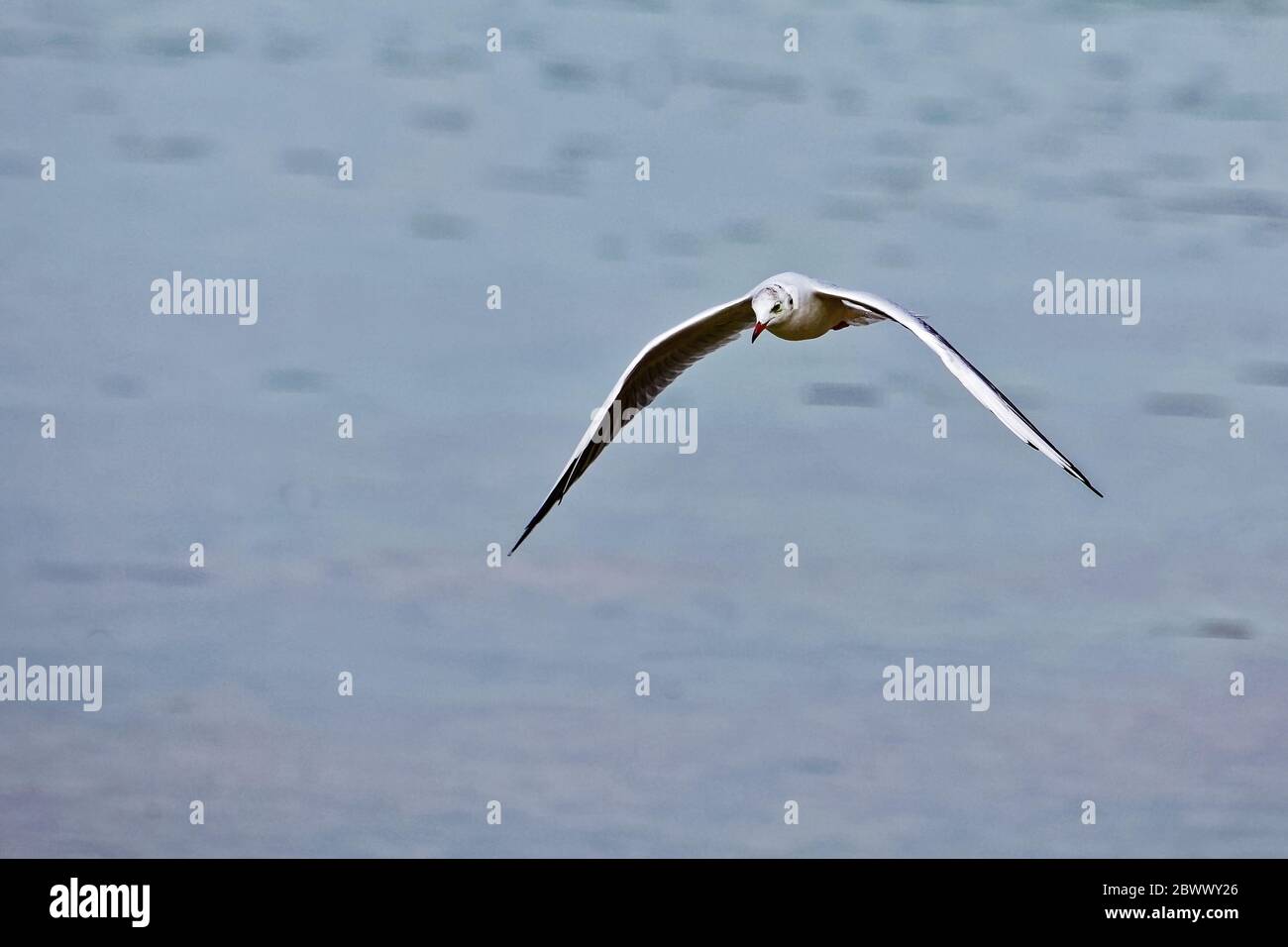 Strong curved beaks hi-res stock photography and images - Alamy