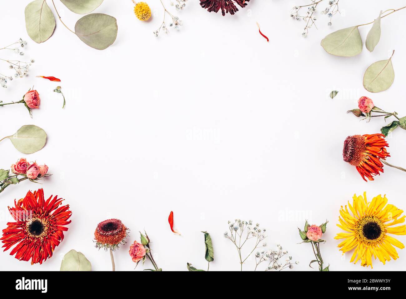 Frame of dry flowers on white background Stock Photo - Alamy