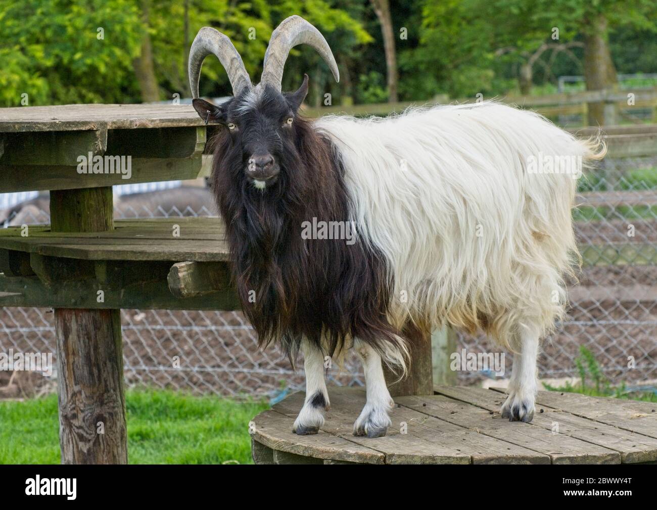 Rare breeds goats hi-res stock photography and images - Alamy