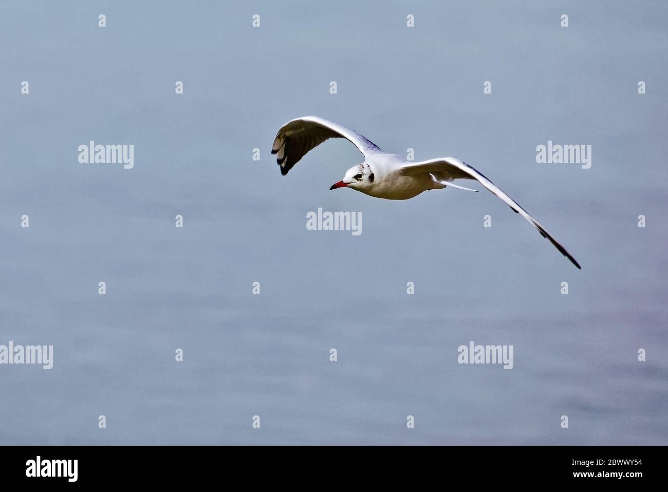 Strong curved beaks hi-res stock photography and images - Alamy
