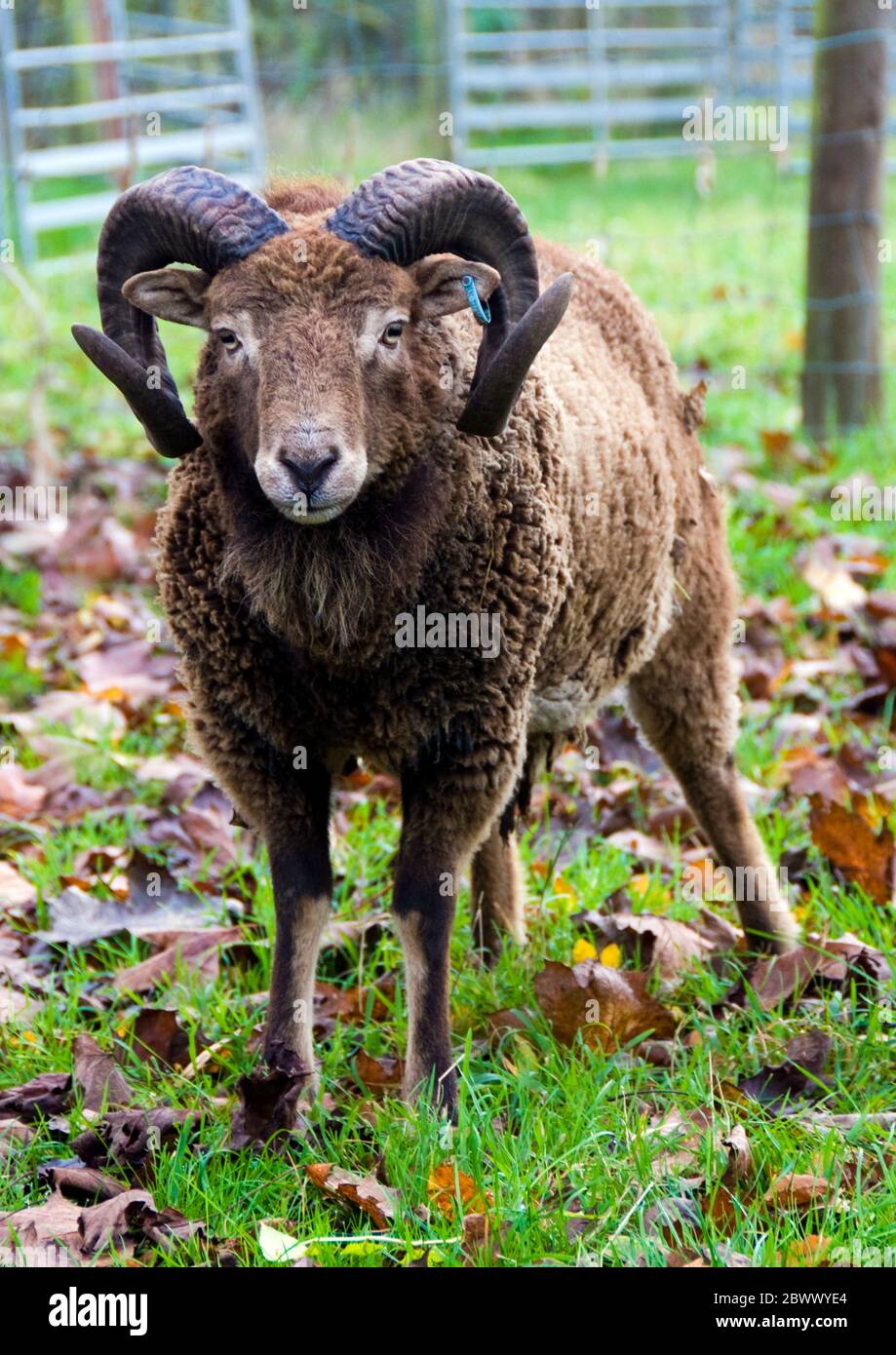 Soay Sheep Rare Breed High Resolution Stock Photography and Images - Alamy