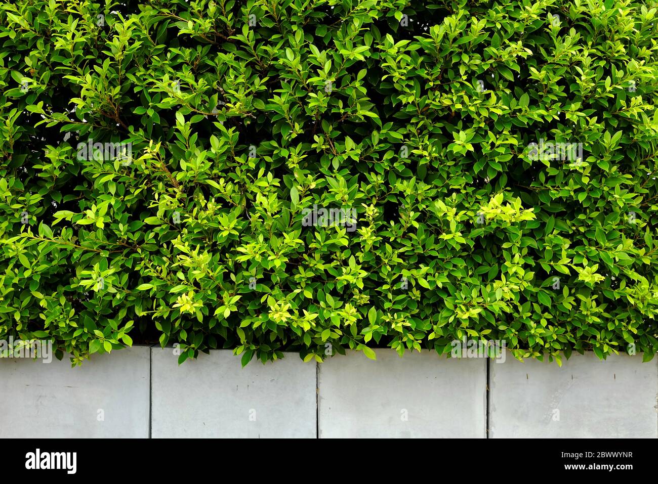 Green Leaves Fence Texture Background with Concrete Pot Stock Photo - Alamy