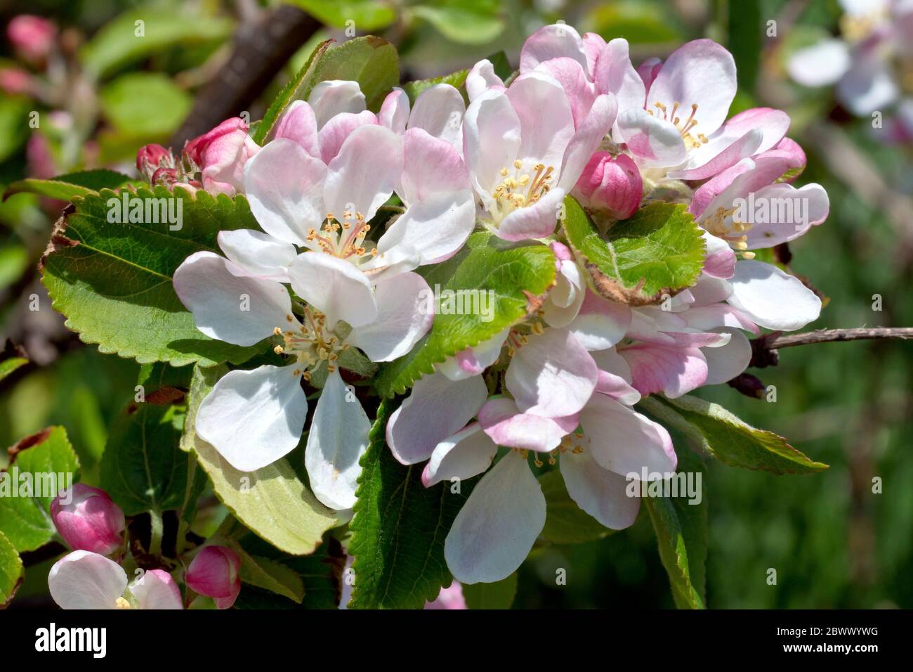 Gravenstein Apple Blossom