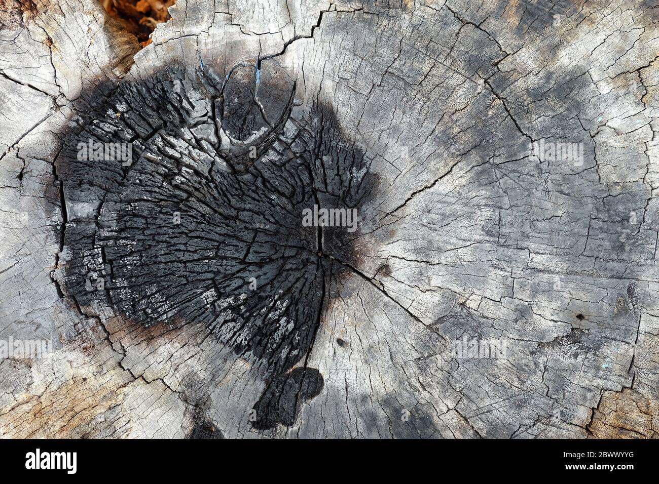 Black burned tree stump hi-res stock photography and images - Alamy