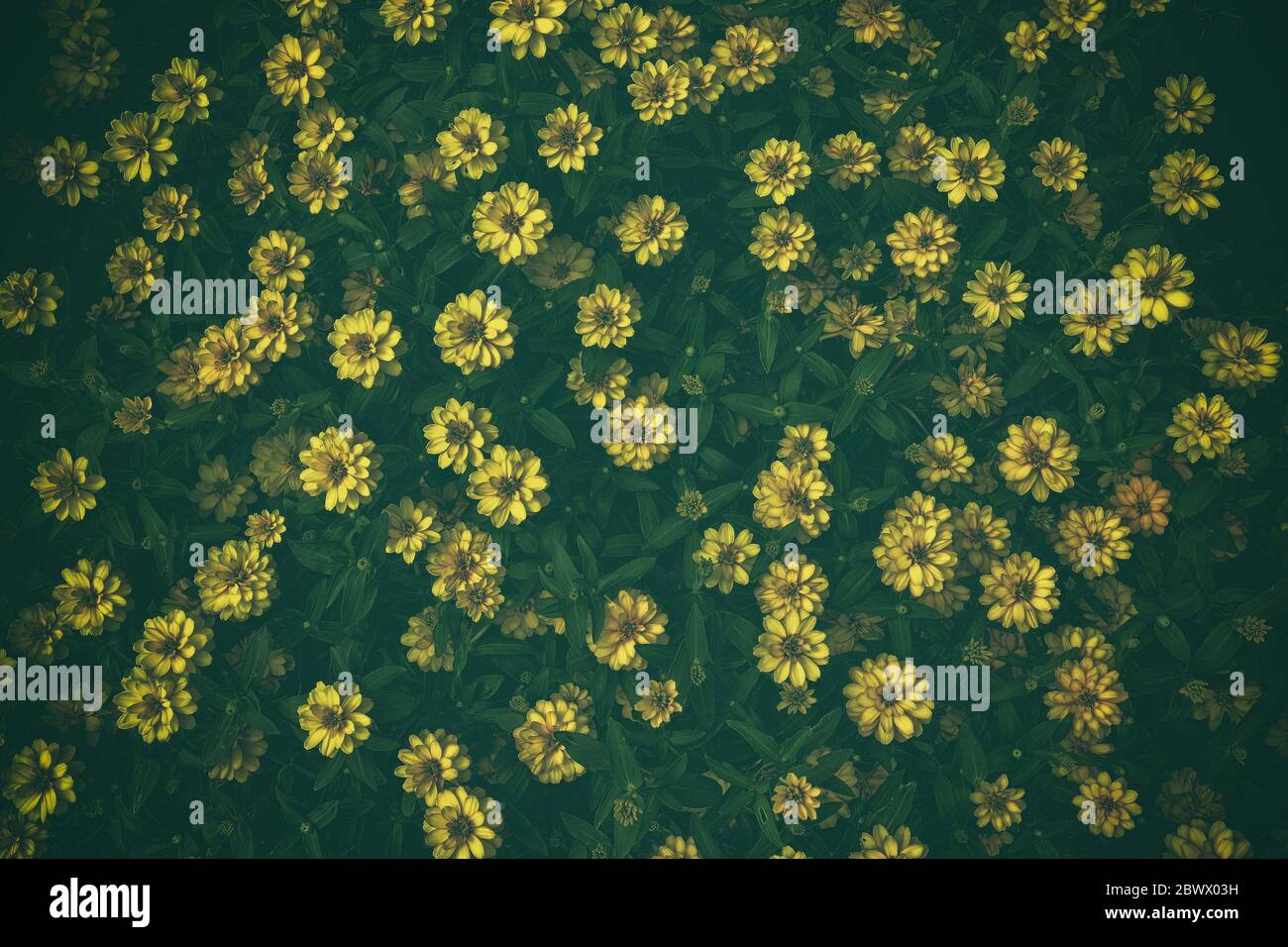 Yellow Flower Field Texture Background in Dark Tone Stock Photo - Alamy