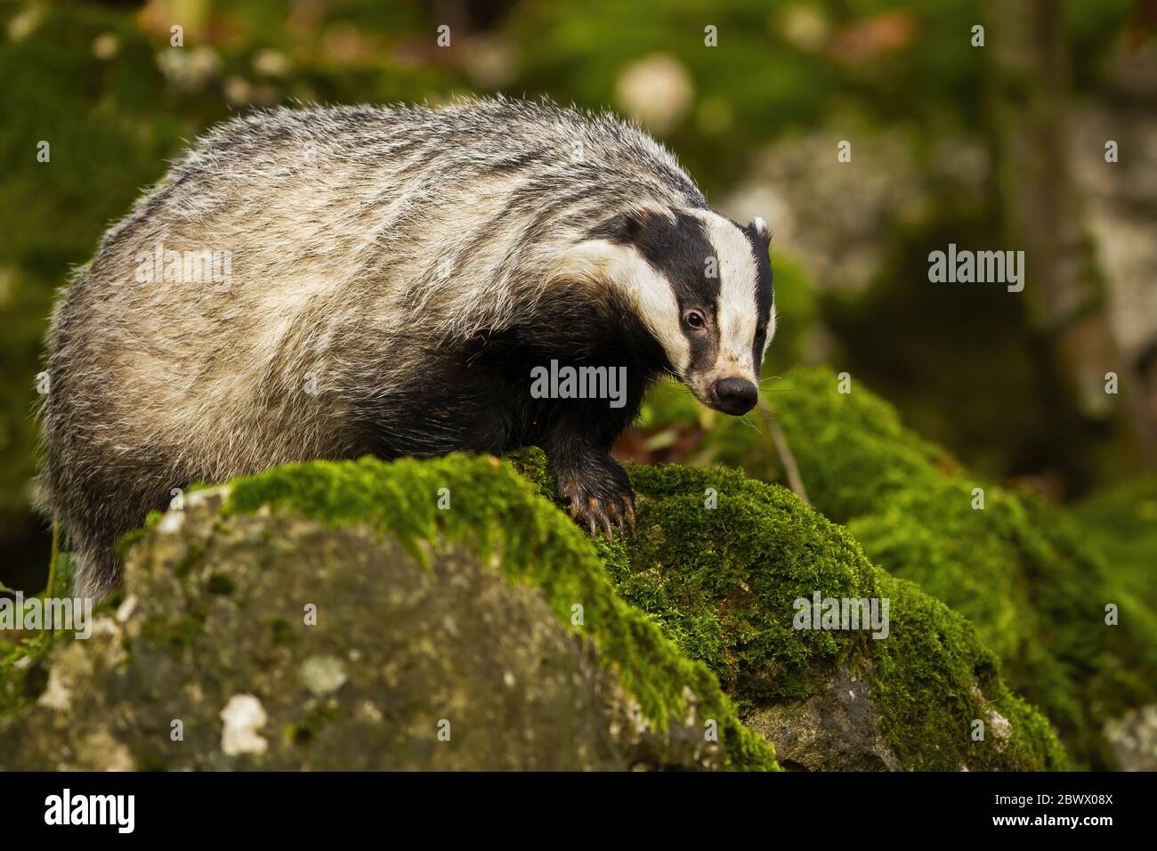 Rock badger in white hi-res stock photography and images - Alamy