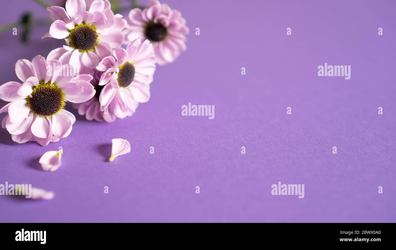 Mums with leaves isolated hi-res stock photography and images - Alamy