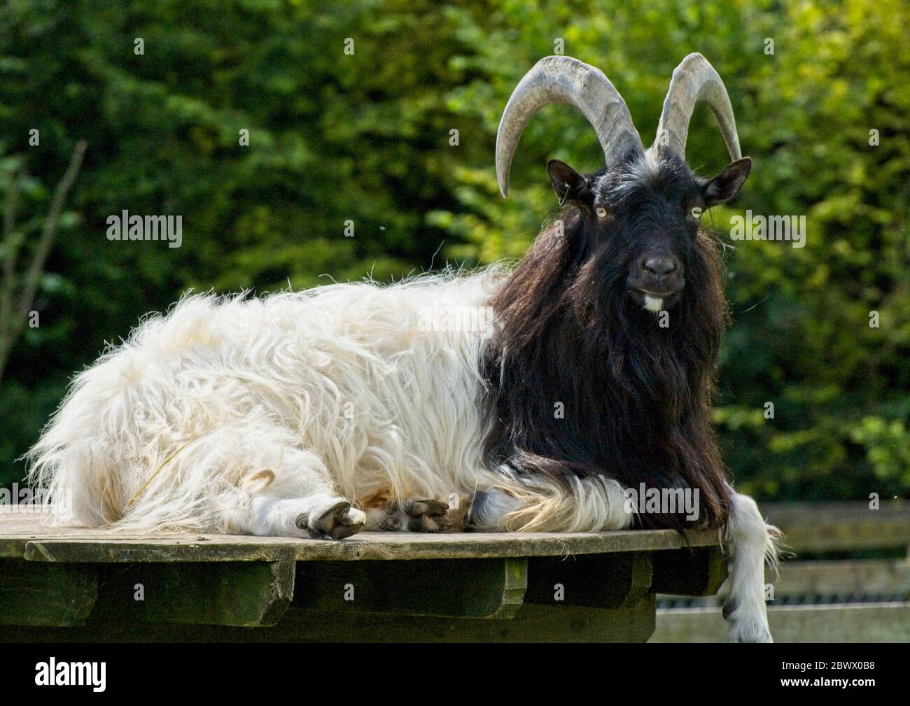 Bagot goat hi-res stock photography and images - Alamy