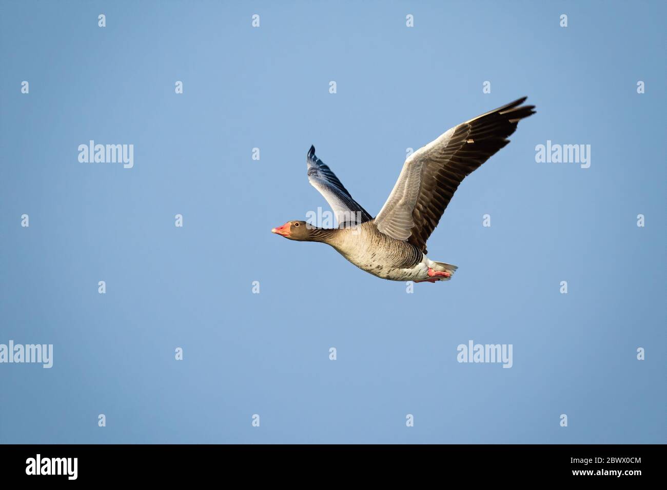 Greylag goose flying with open wings against blue sky illuminated by ...