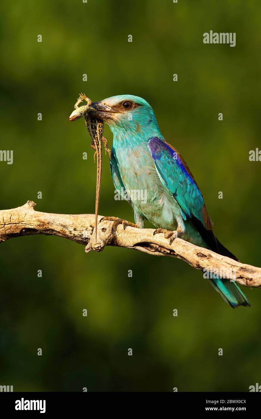 Agile avian creature hi-res stock photography and images - Alamy