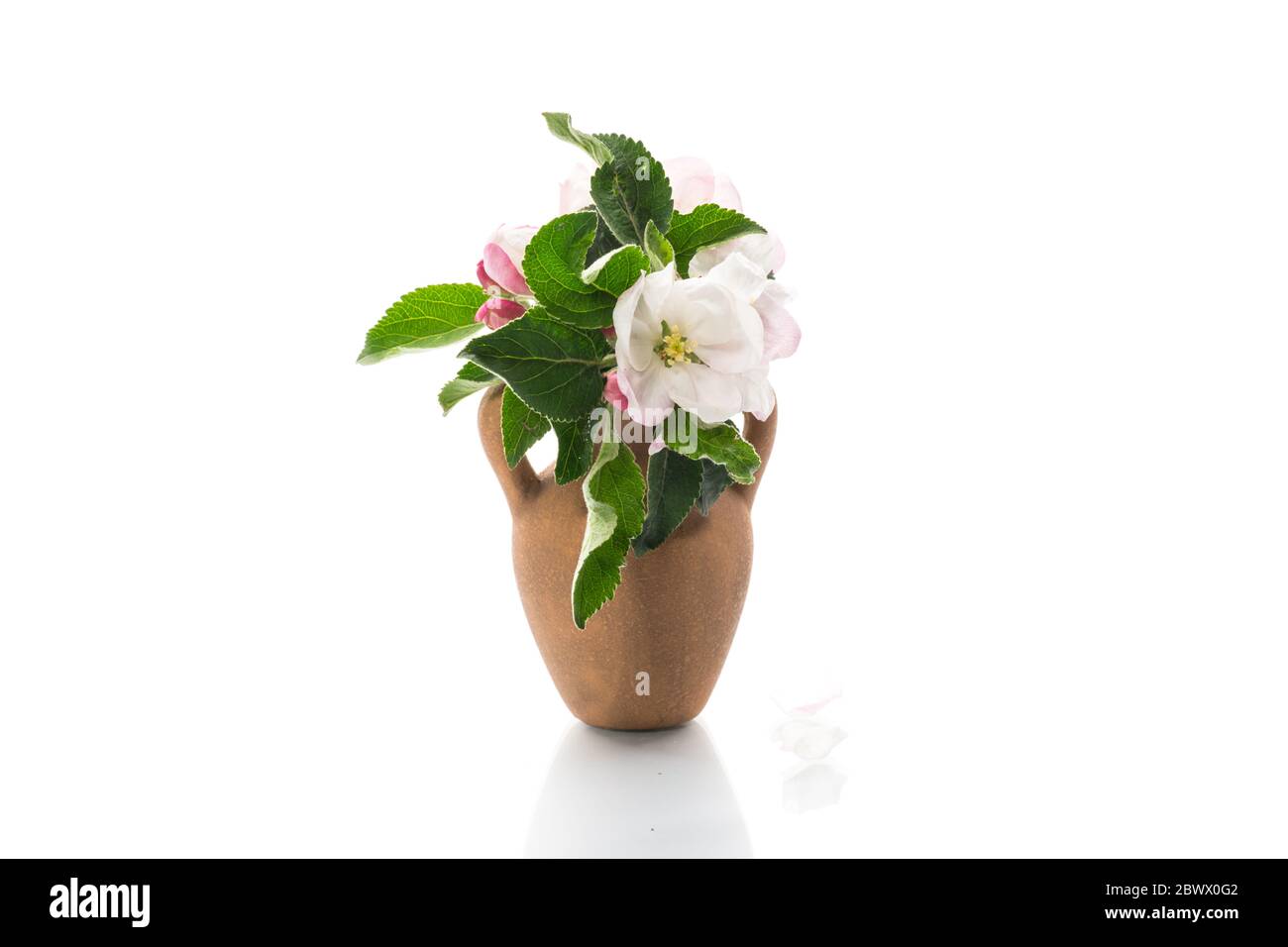 Vase blooming apple tree hi-res stock photography and images - Alamy