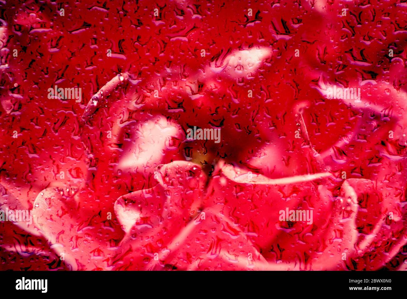 red rose macro wall art with drops of water Stock Photo - Alamy