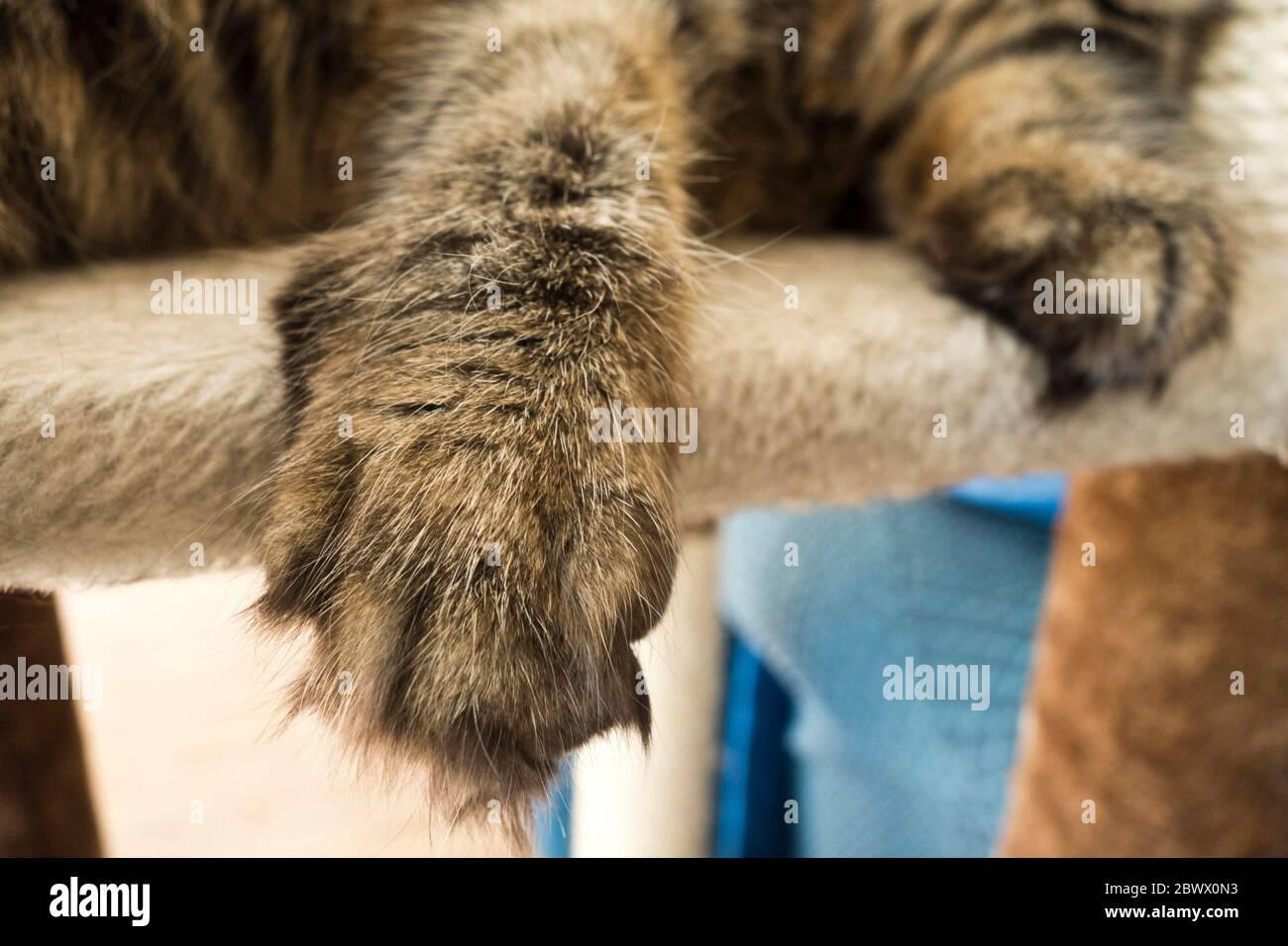 Cat paws and feline paws hi-res stock photography and images - Alamy