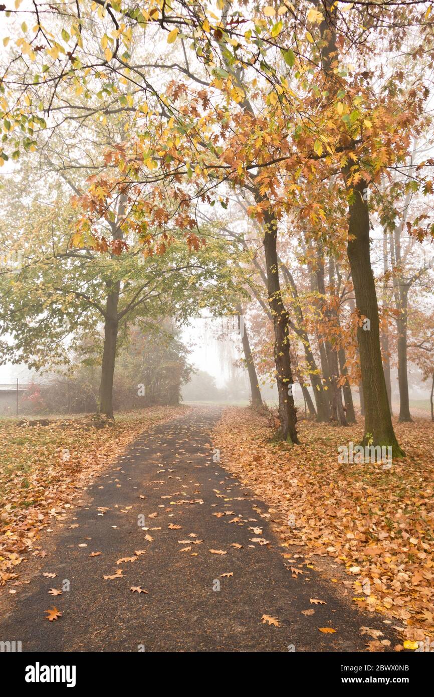 Foggy road trees hi-res stock photography and images - Alamy