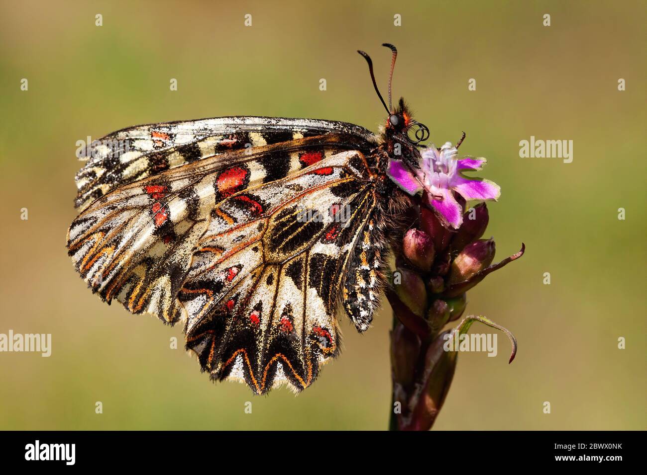 Festoon hi-res stock photography and images - Alamy
