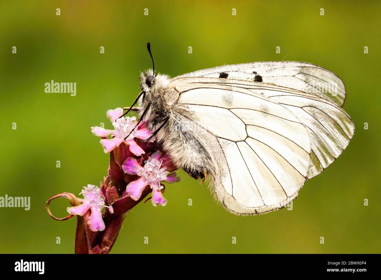 Apollo parnassius apollo sitting on white flower hi-res stock ...