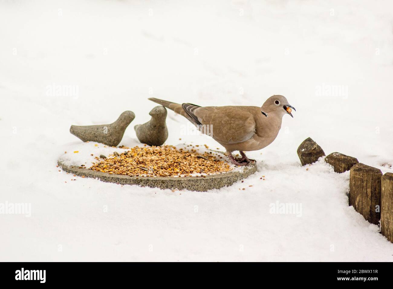 Mourning Dove In Snow High Resolution Stock Photography and Images - Alamy
