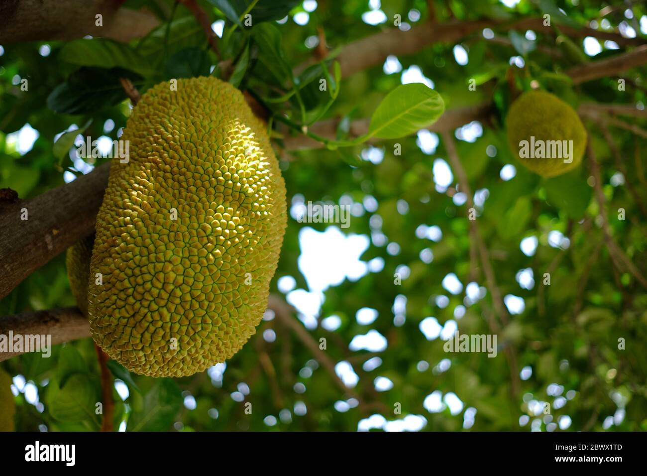 Young Jackfruit in the Garden with Beautiful Bokeh Background Stock ...