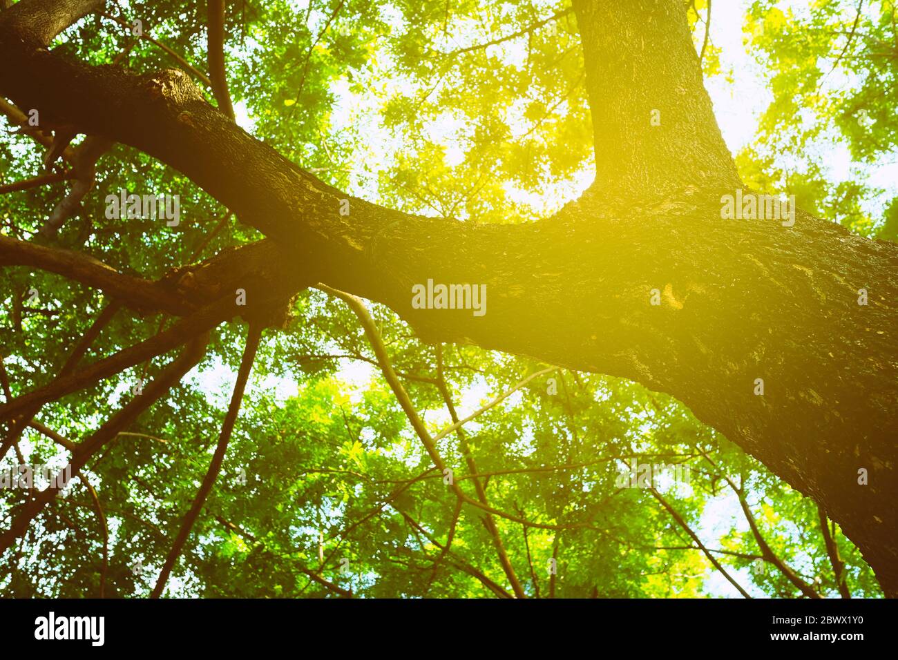 Bottom View of Big Tree Background with Light Leak Stock Photo - Alamy