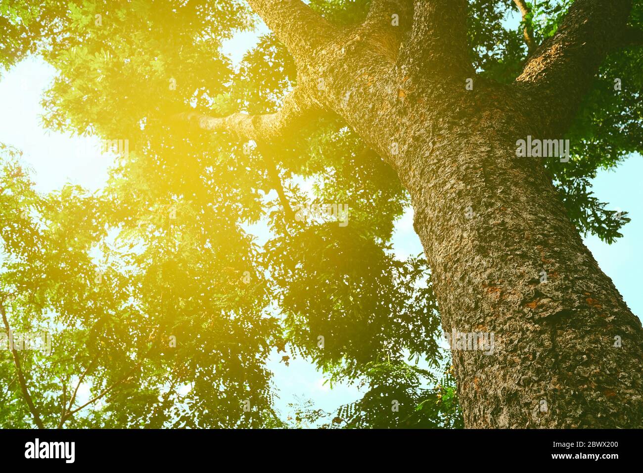 Bottom View of Big Tree Background with Light Leak Stock Photo - Alamy